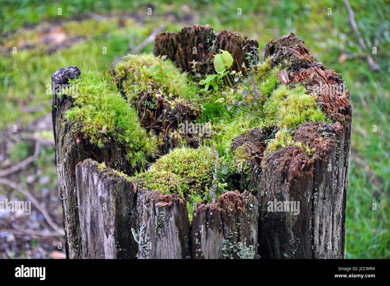 Old moss covered tree stump in spring Stock Photo - Alamy