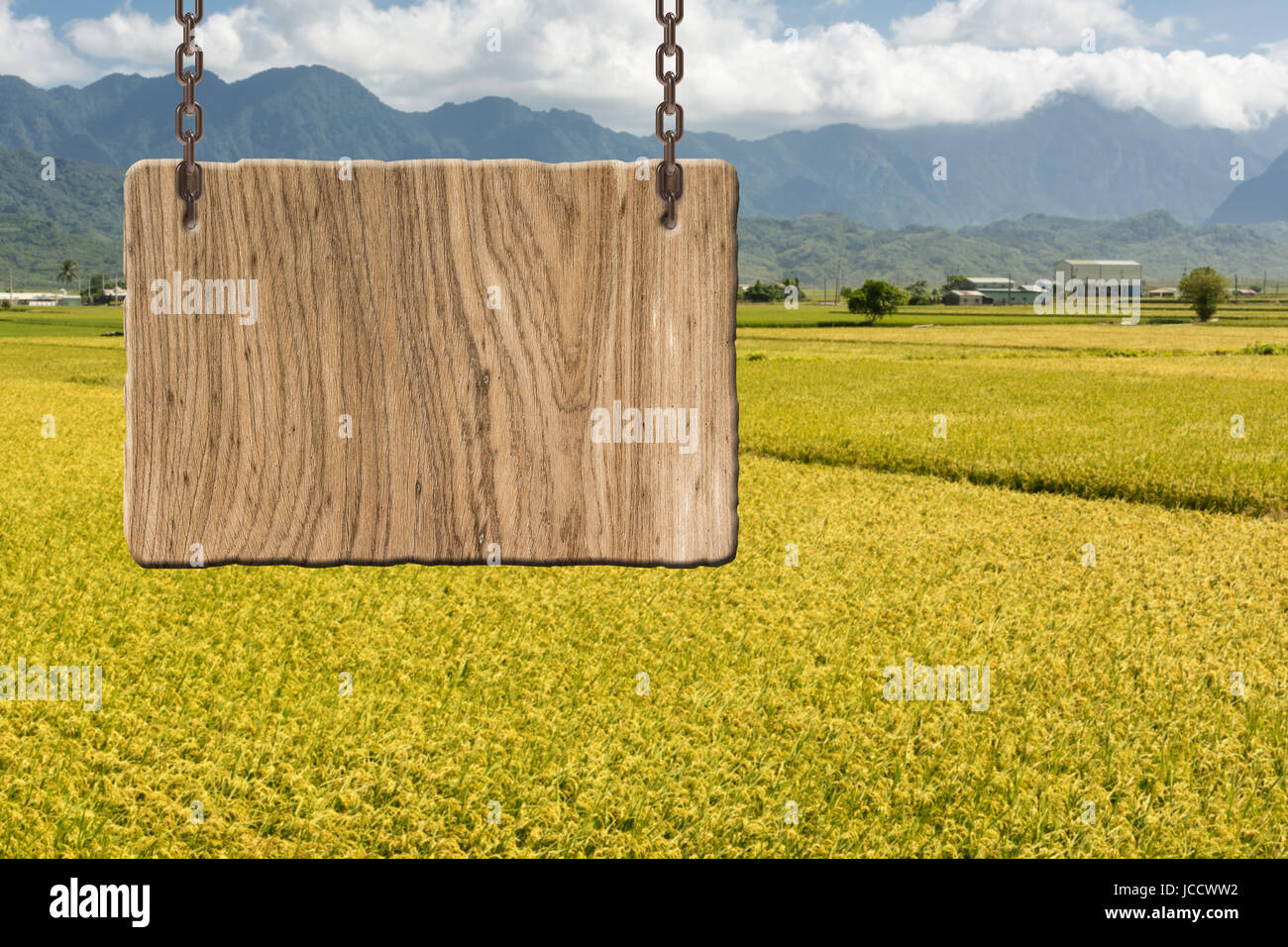 Blank wooden sign on field of paddy farm. Concept of rural, idyllic ...