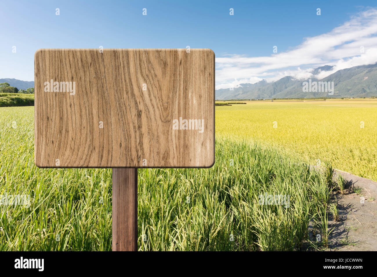 Blank wooden sign on field of paddy farm. Concept of rural, idyllic ...