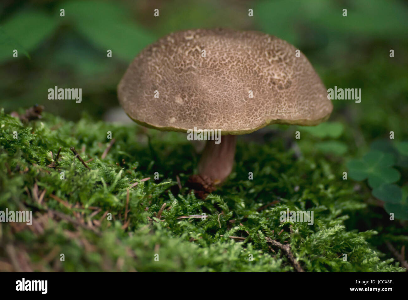 mushroom in forest Stock Photo - Alamy