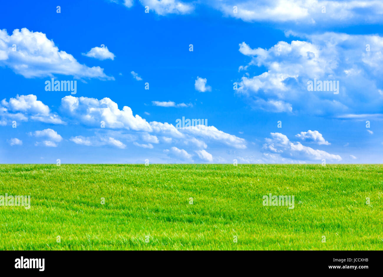 Contrast between a barley field and a cloudy blue sky Stock Photo - Alamy