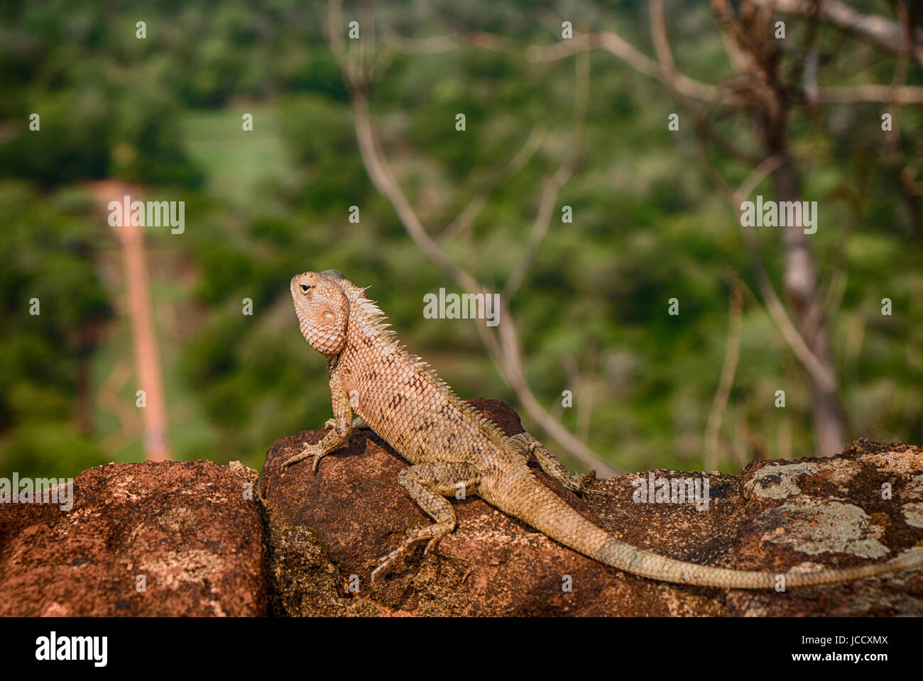Zygodactylous feet hi-res stock photography and images - Alamy