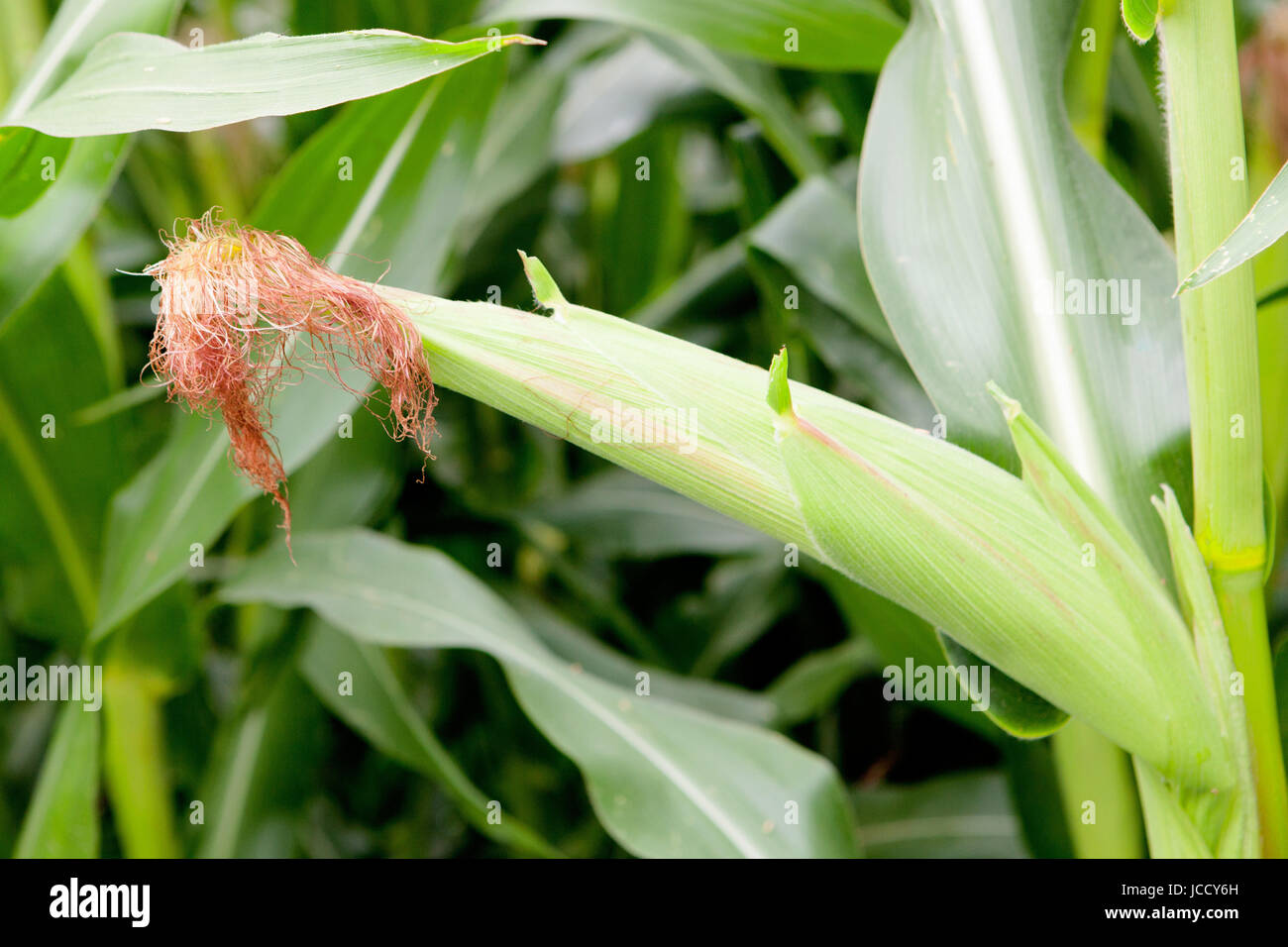 Closeup photo of leaves of a corn plant outside Stock Photo - Alamy