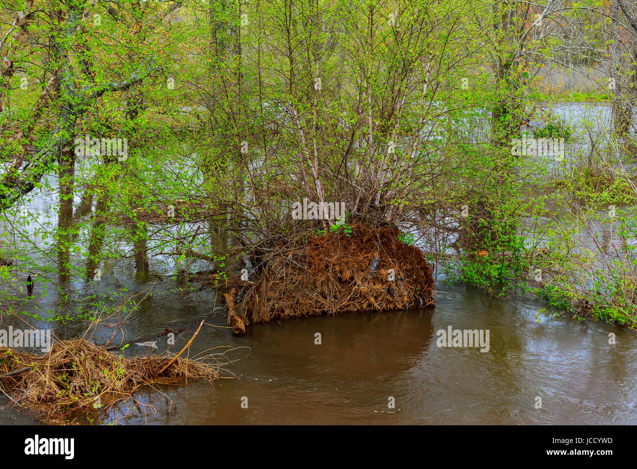 Pool of water on the rainforest floor after very heavy rain Stock Photo ...