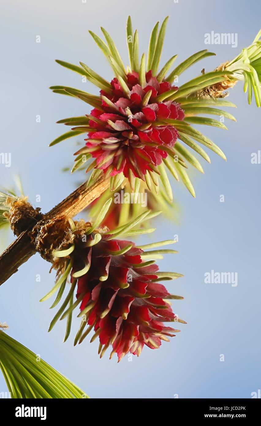 flowers of Larch conifer Stock Photo - Alamy