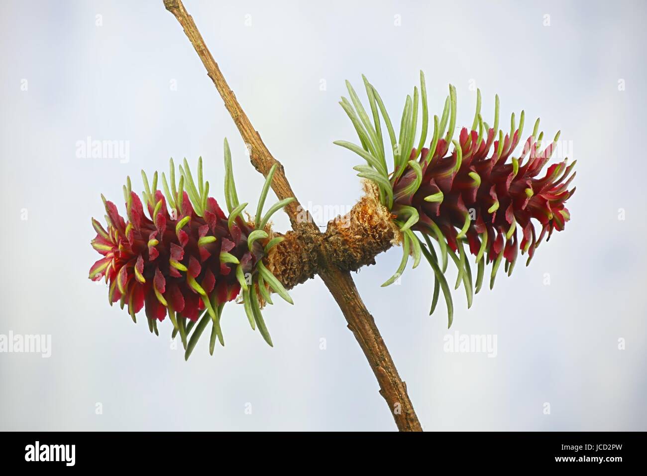 Conifer flowers hi-res stock photography and images - Alamy