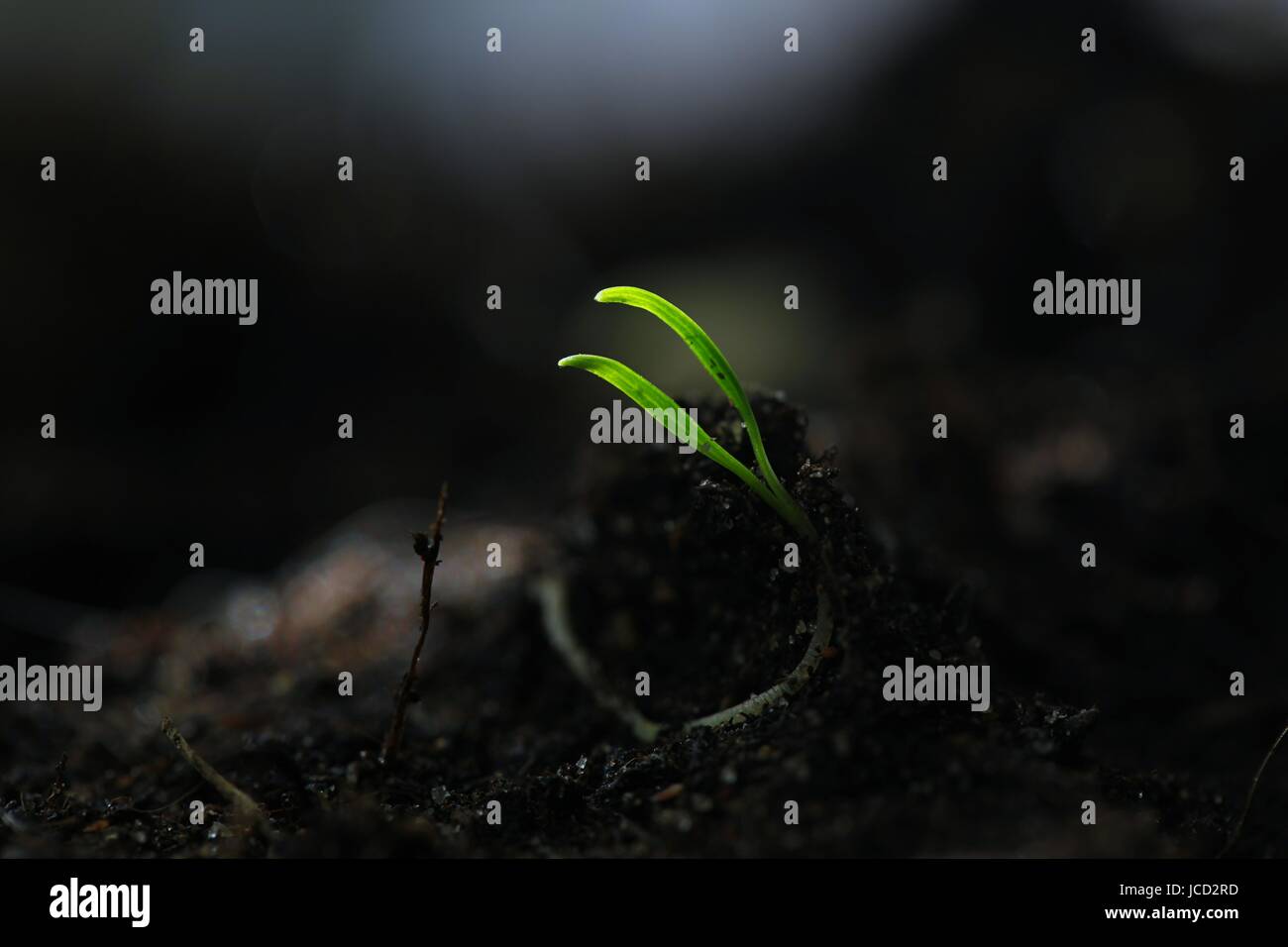 Carrot seedling hi-res stock photography and images - Alamy