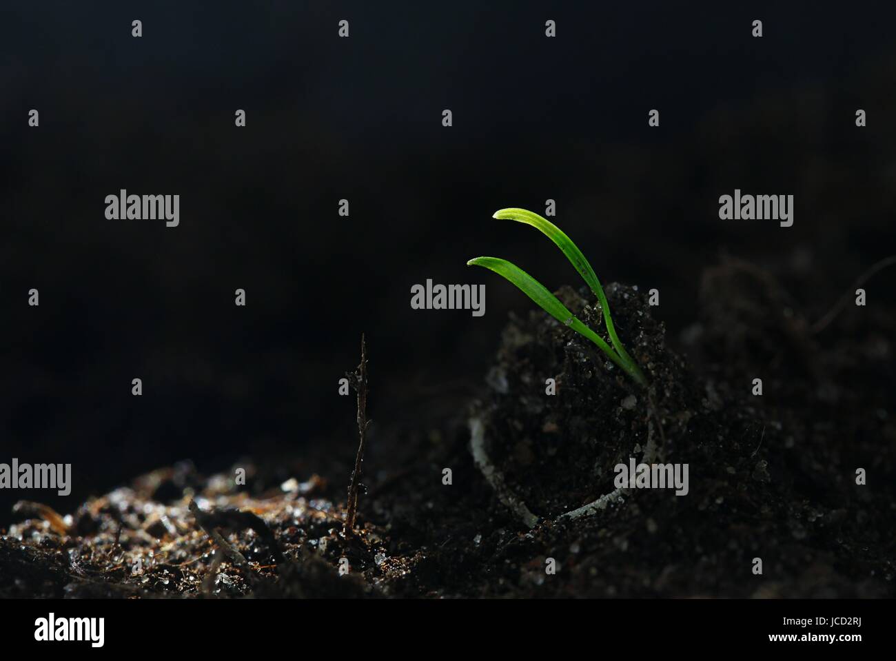 Germinating seed carrot hi-res stock photography and images - Alamy