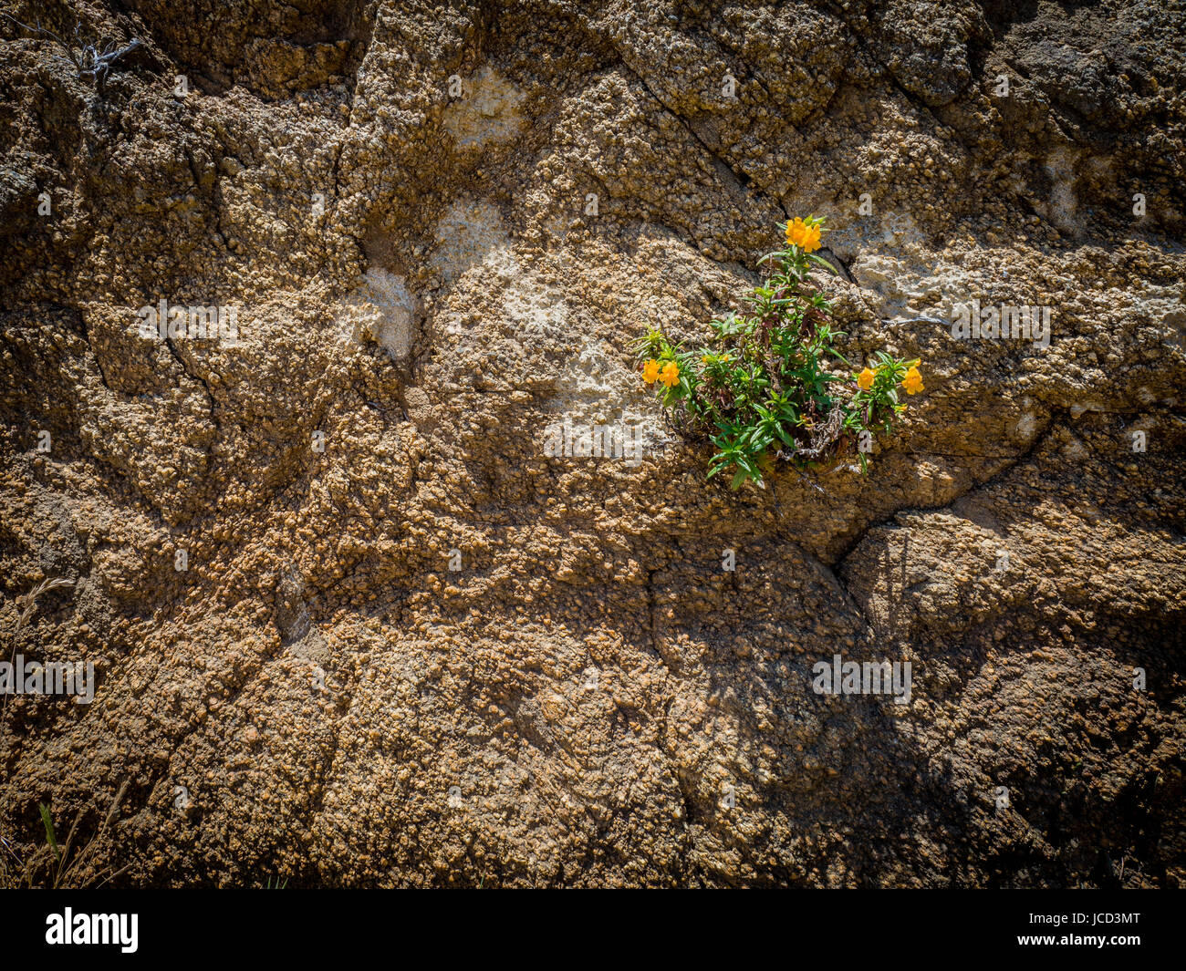 Sticky monkey flower hi-res stock photography and images - Alamy