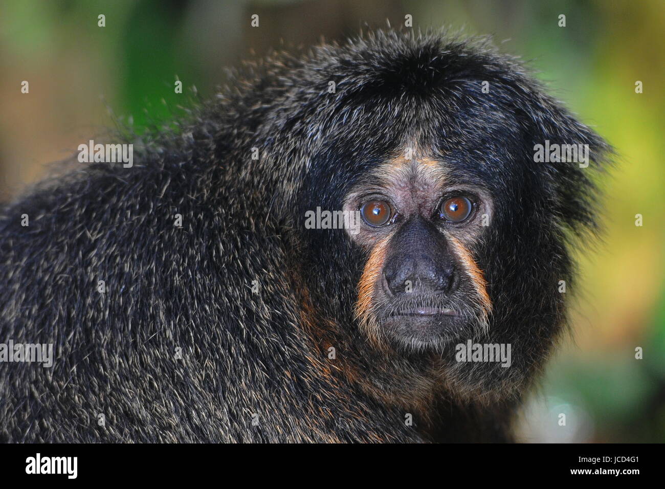 Nosey finger hi-res stock photography and images - Alamy