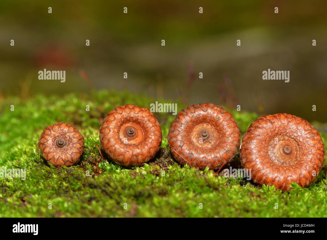 Capsules in row hi-res stock photography and images - Alamy