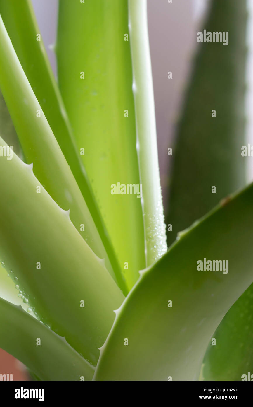 Leaf aloe Vera closeup Stock Photo - Alamy