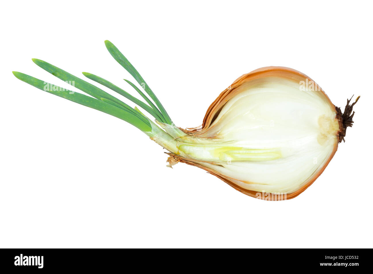 Turnip cross section hi-res stock photography and images - Alamy