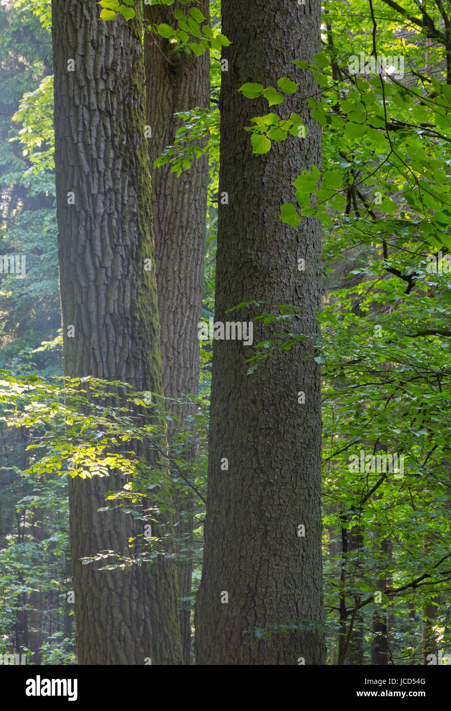 Old oaks spruce trees hi-res stock photography and images - Alamy