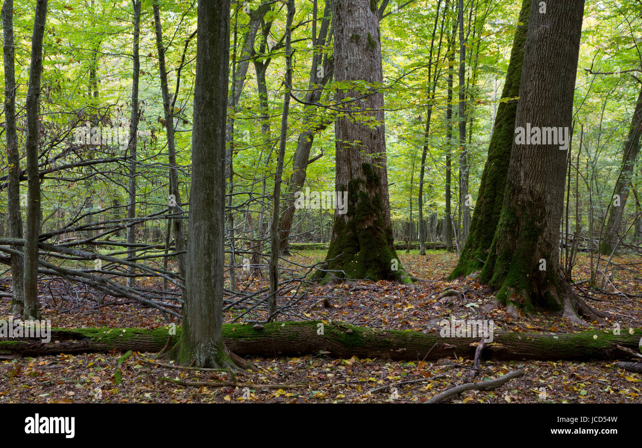 Group of old maple tree trunks in natural fres stand of Bialowieza ...