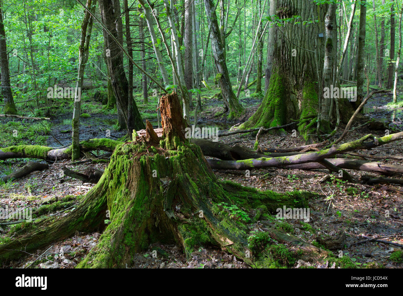 Moss wrapped oak tree stump next to alive monumental oak Stock Photo ...