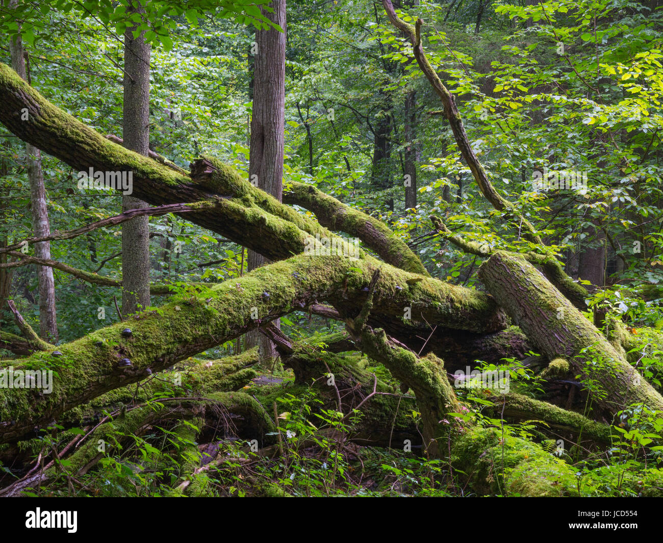 Natural deciduous stand bialowieza hi-res stock photography and images ...