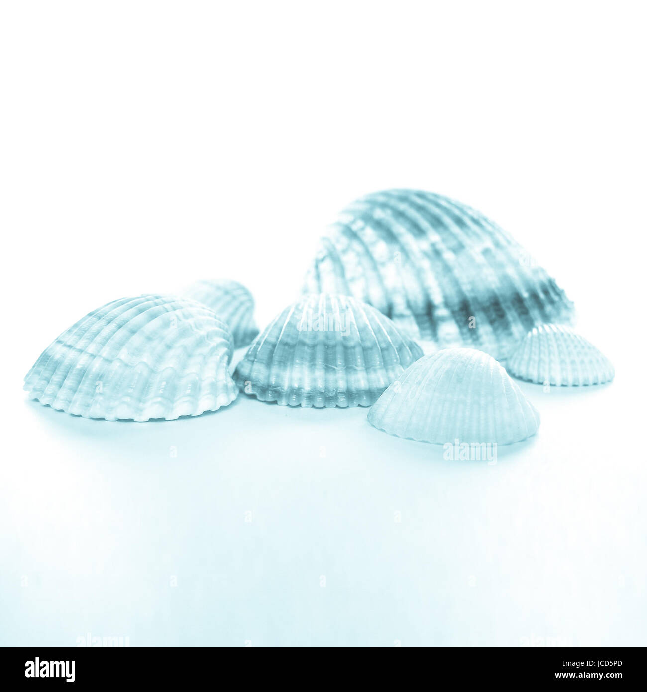 Isolated sea shell over white background picture - cool cyanotype Stock ...