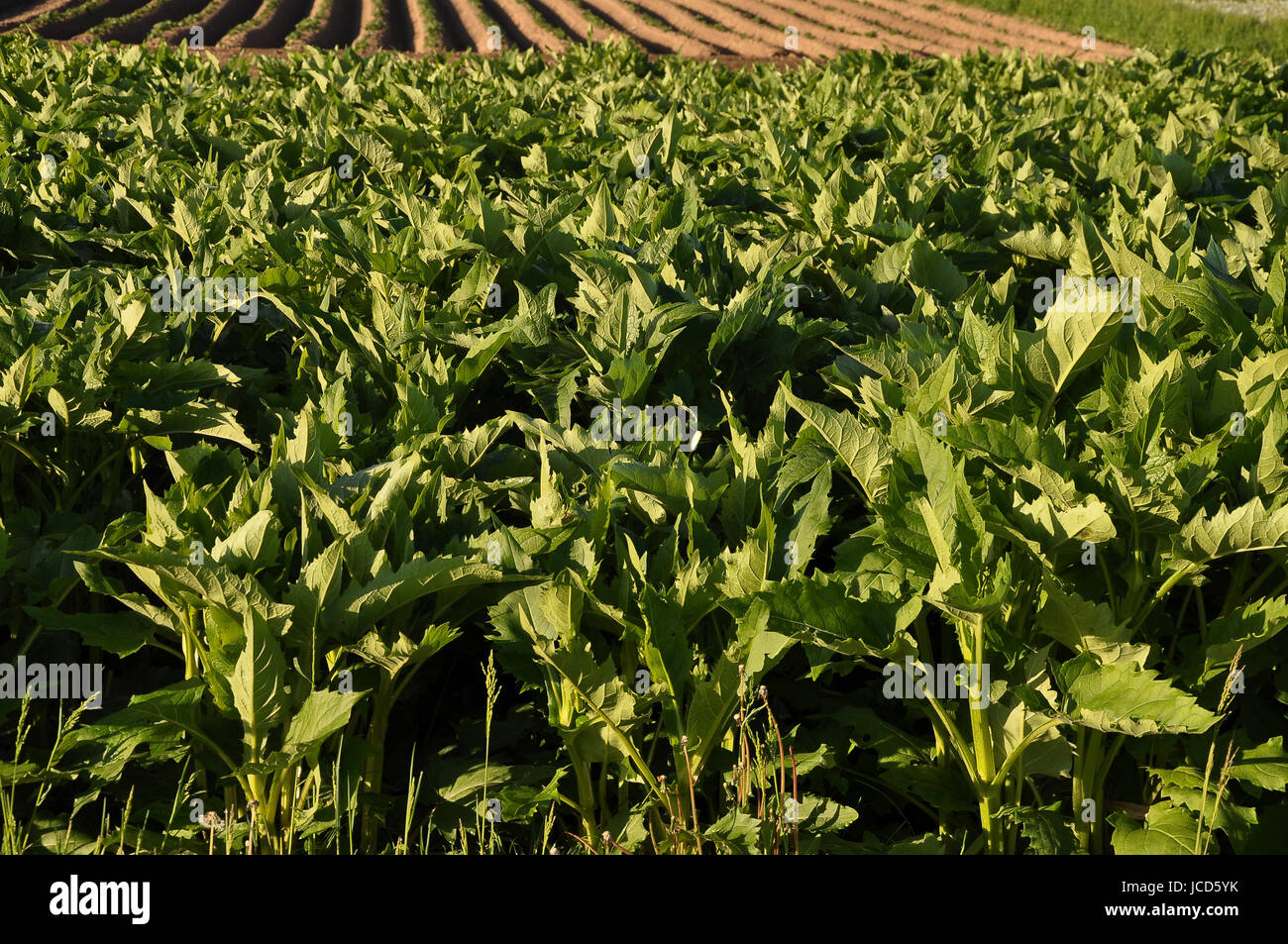 Silphie hi-res stock photography and images - Alamy