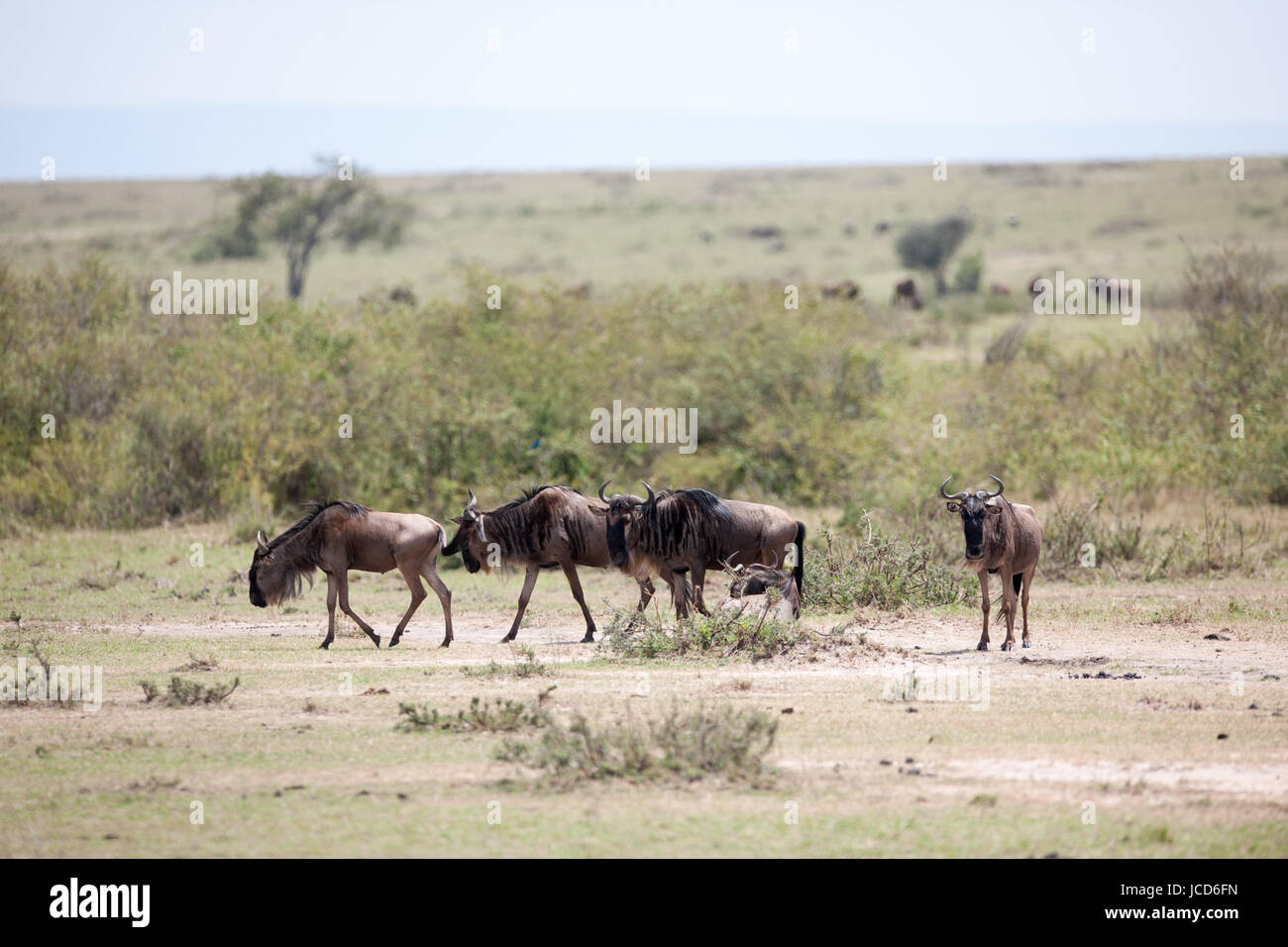 gnu migration on the mara river Stock Photo - Alamy