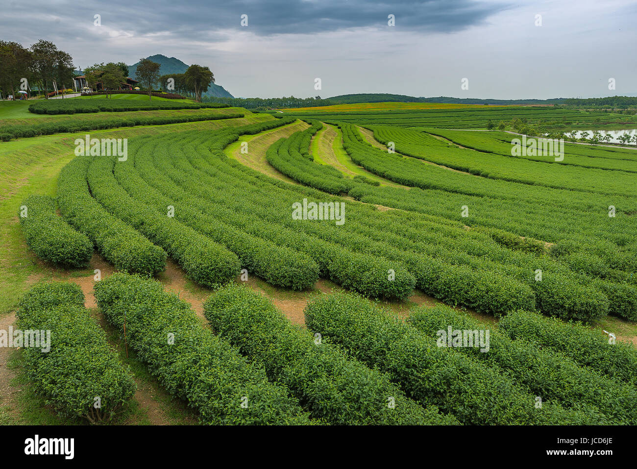 Green tea plantation in Chiang Rai, Thailand Stock Photo - Alamy