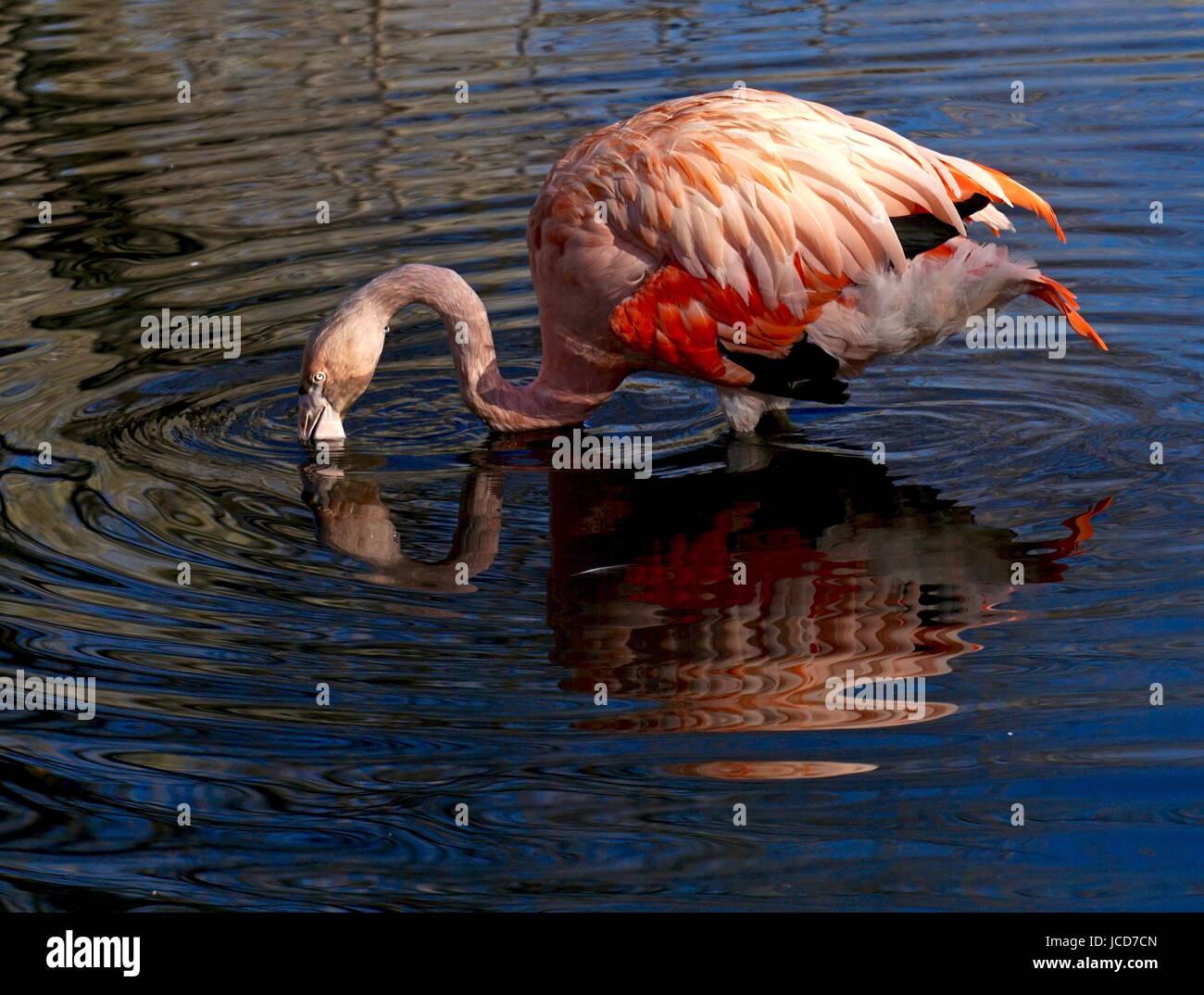 Pink flamingo dipping beak into water Stock Photo - Alamy