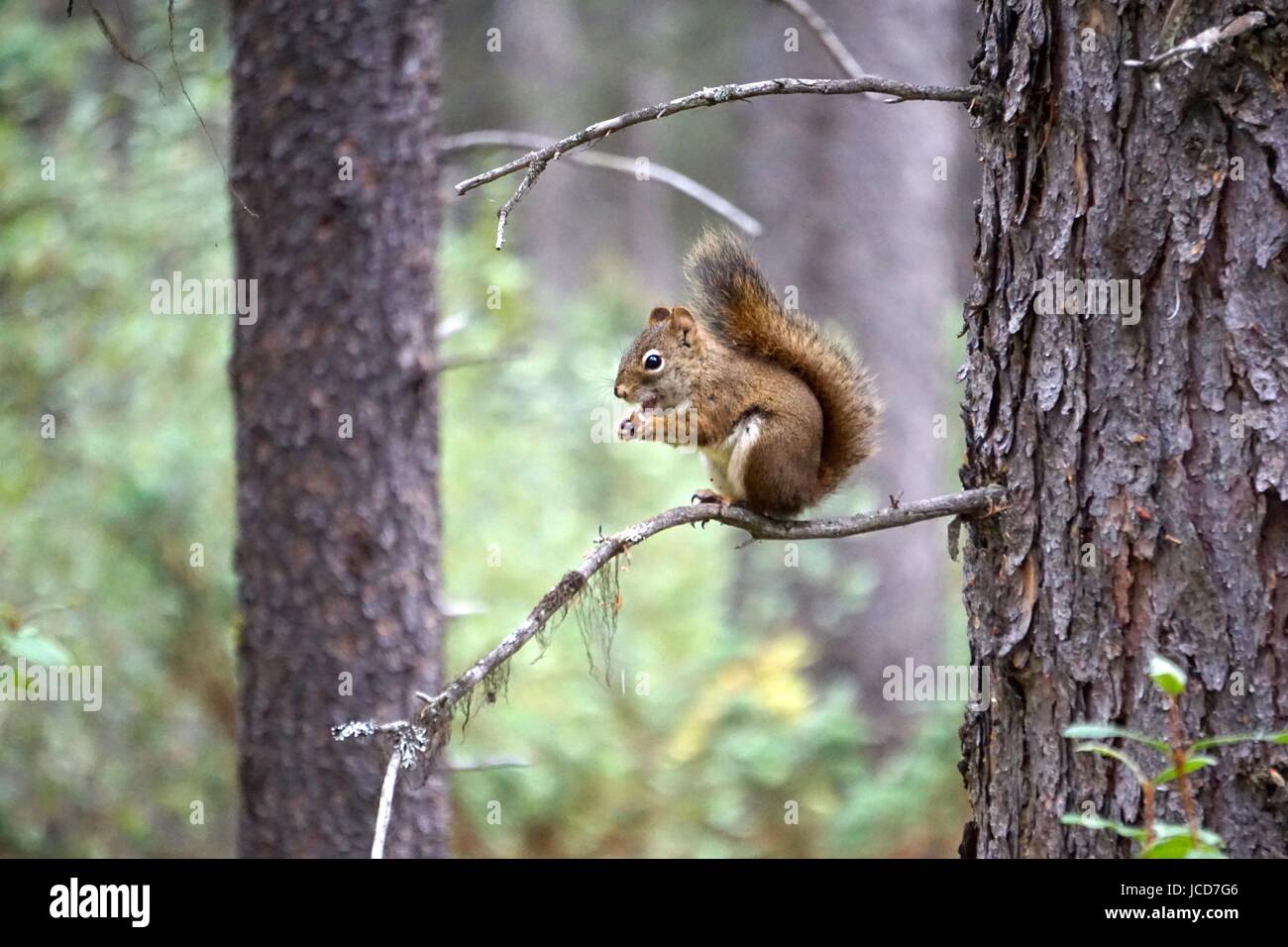 Close up of Squirrel sitting on branch eating Stock Photo - Alamy