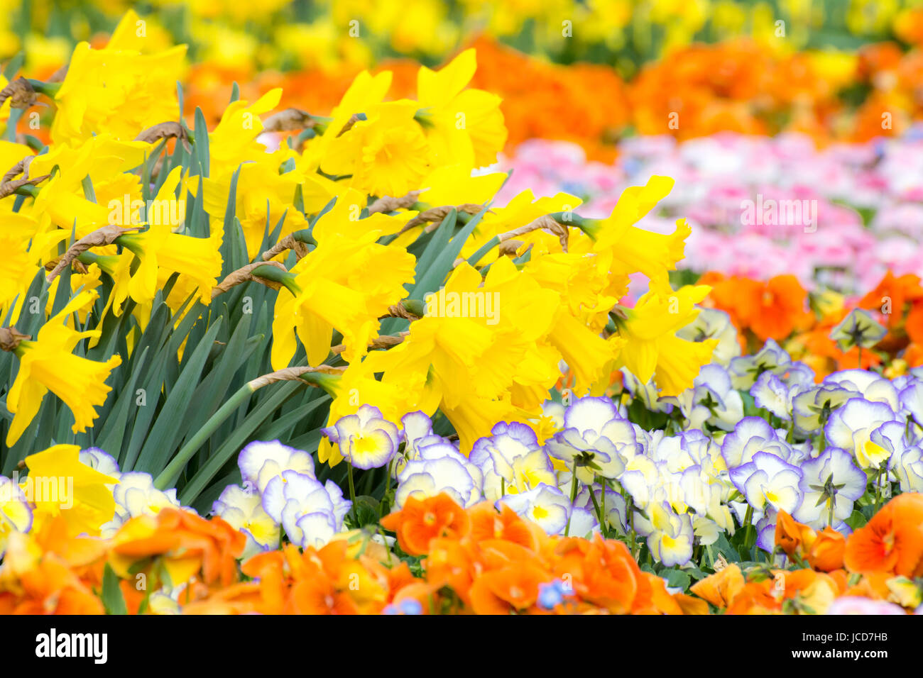 Garden with a flower bed full of gorgeous blossoms Stock Photo - Alamy