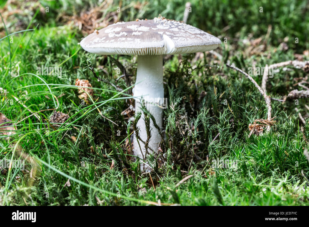 Giftpilz im Nadelwald Stock Photo - Alamy