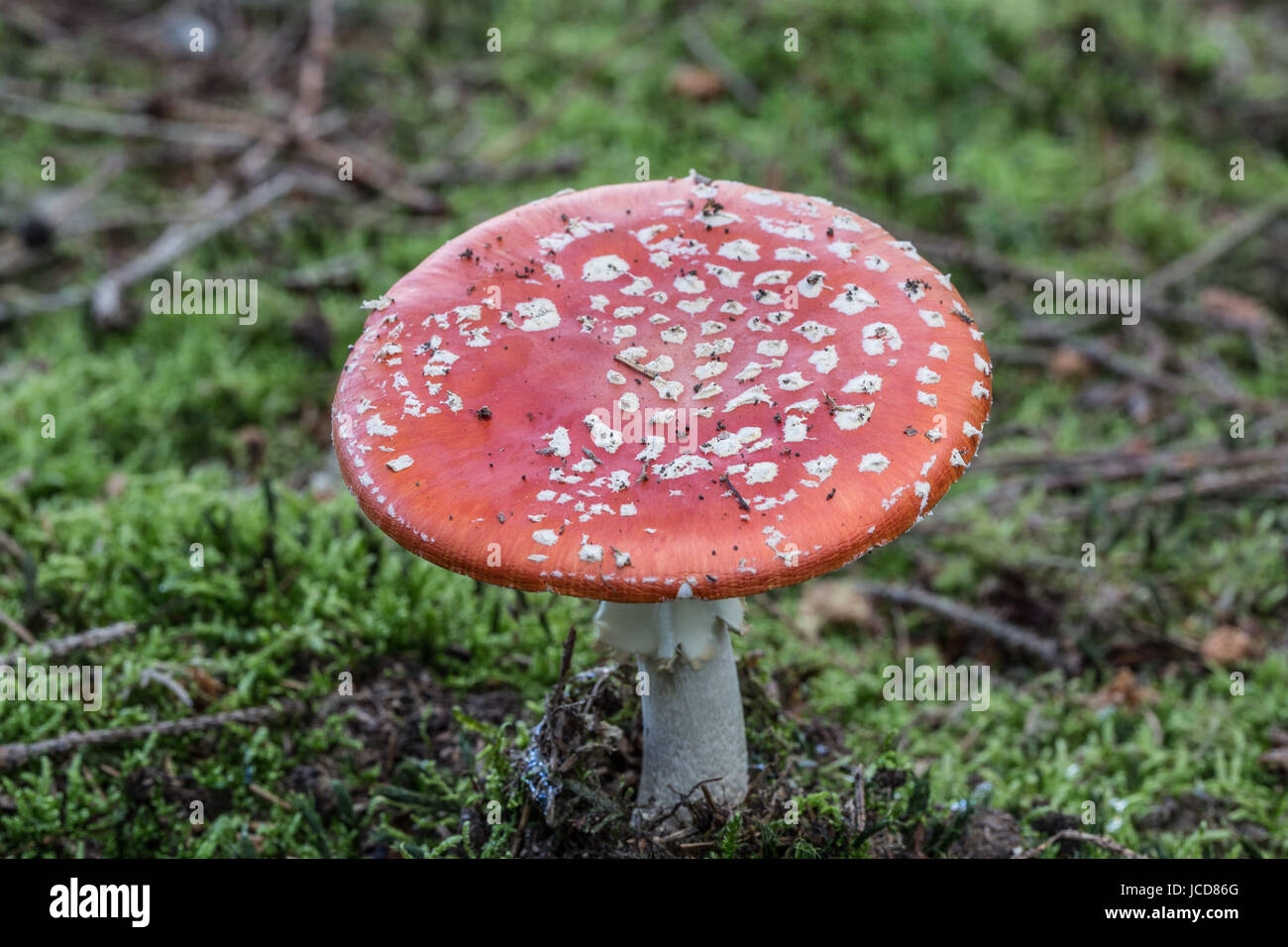 Giftpilz im Nadelwald Stock Photo - Alamy
