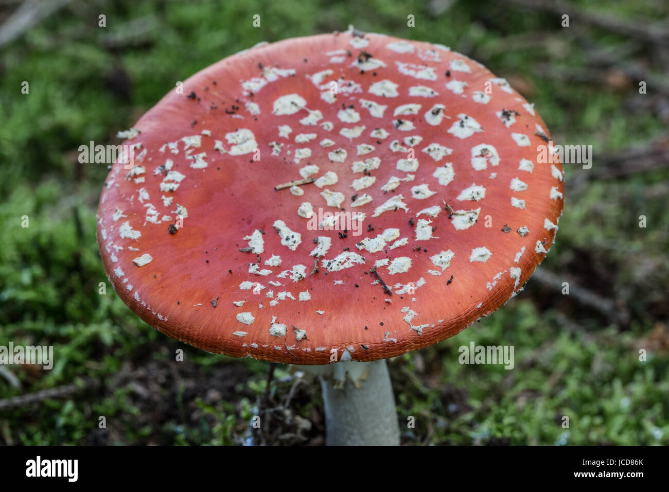Giftpilz im Nadelwald Stock Photo - Alamy