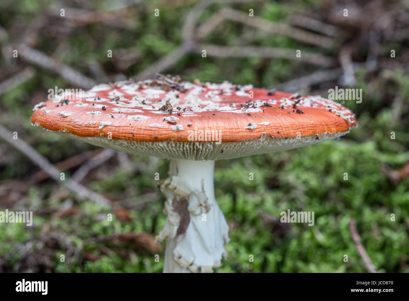 Giftpilz im Nadelwald Stock Photo - Alamy