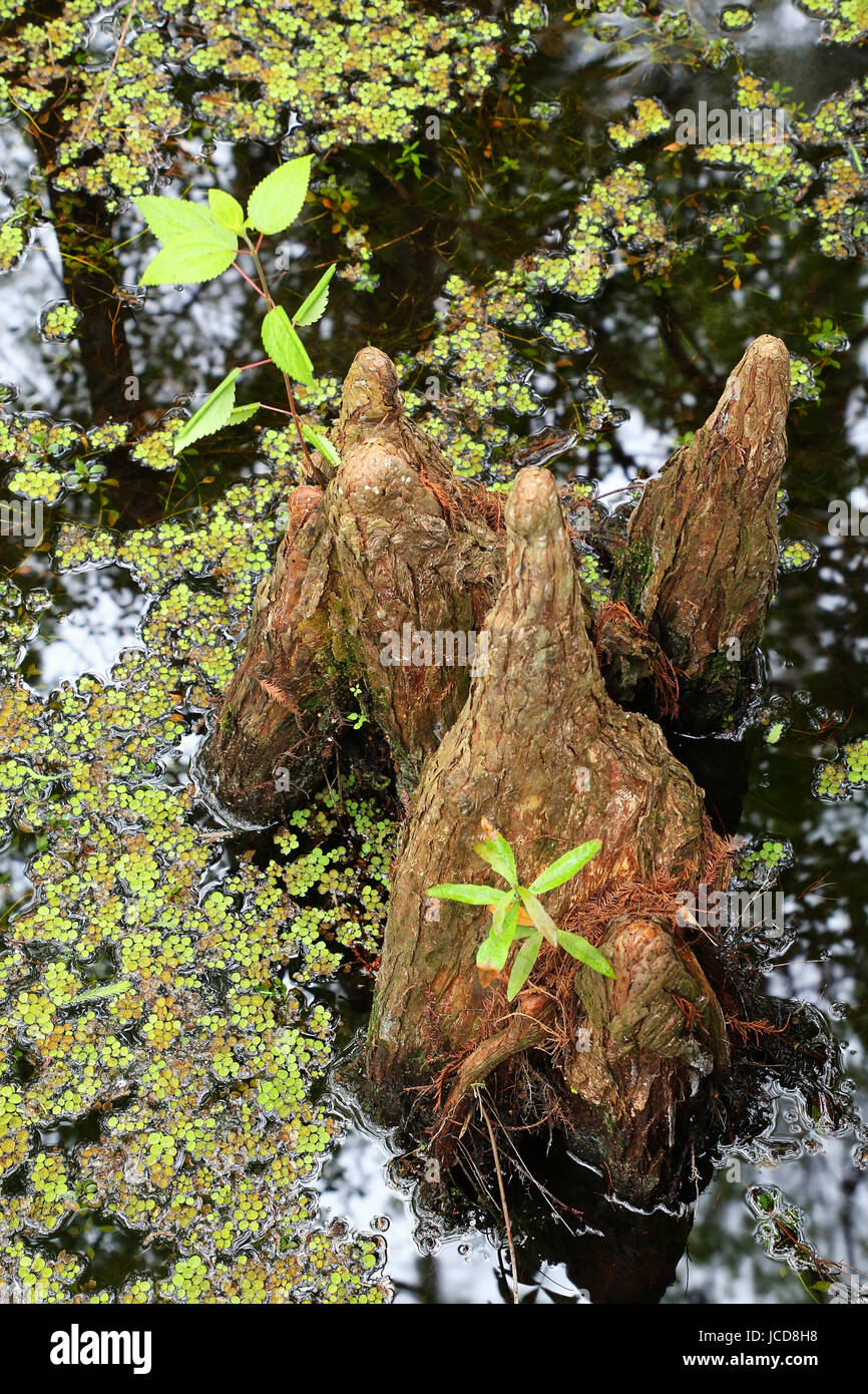 Bald cypress knees hi-res stock photography and images - Alamy