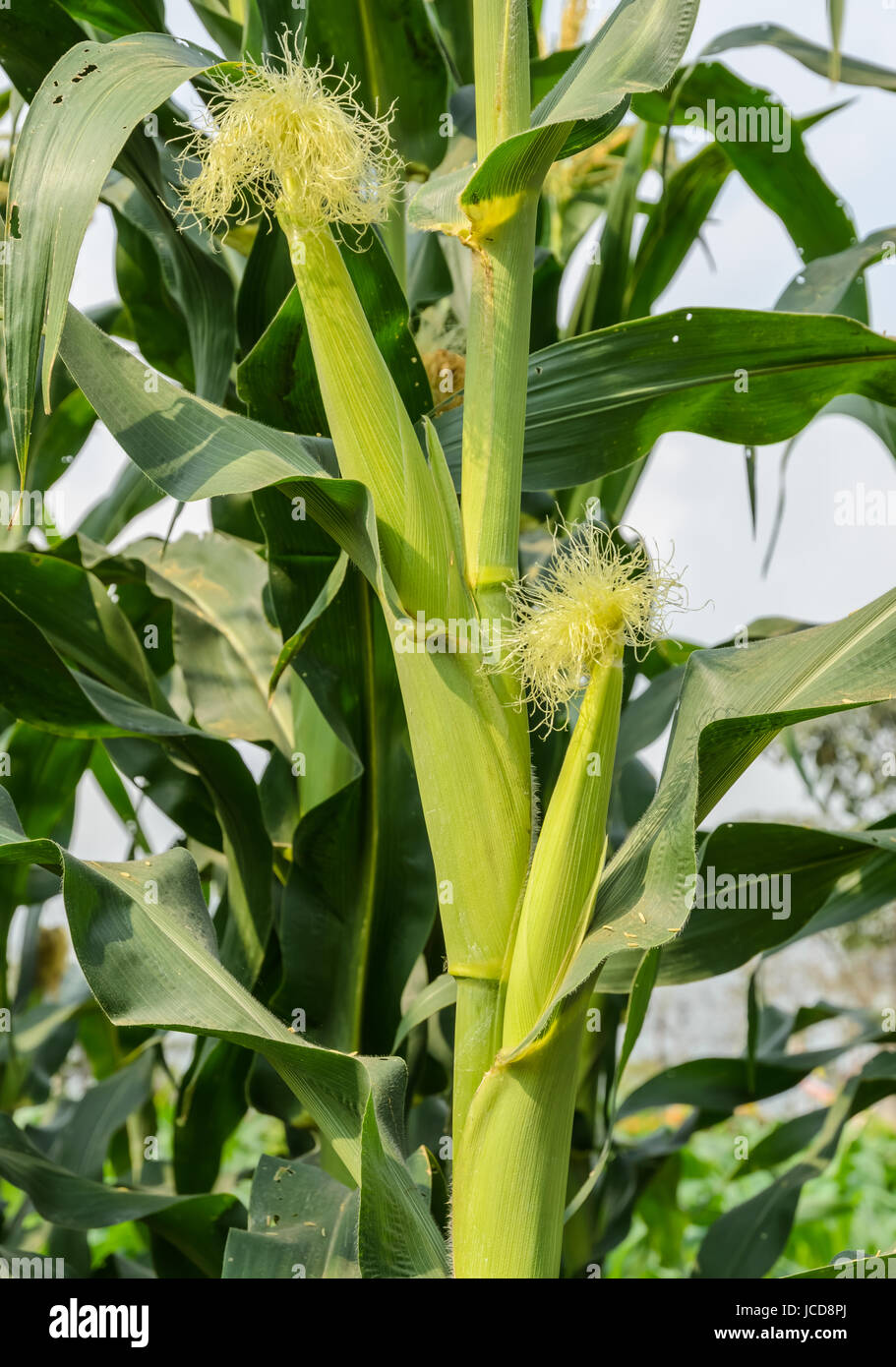 Corn fruit on its tree Stock Photo - Alamy