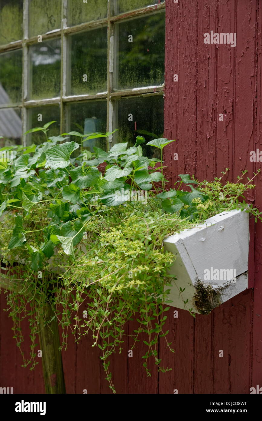 White Window Planter Stock Photo - Alamy