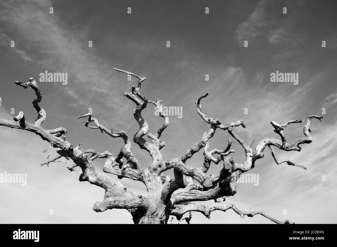 Old Crooked Tree on the Grounds of Powderham Castle. Devon, UK. April ...