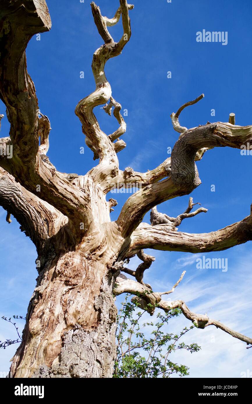 Old Crooked Tree on the Grounds of Powderham Castle. Devon, UK. April ...