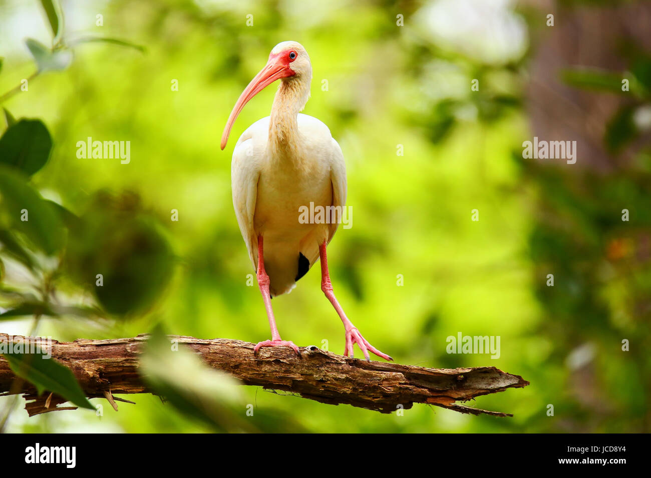 Immature white ibis (Eudocimus albus) sitting on a tree) sitting on a ...