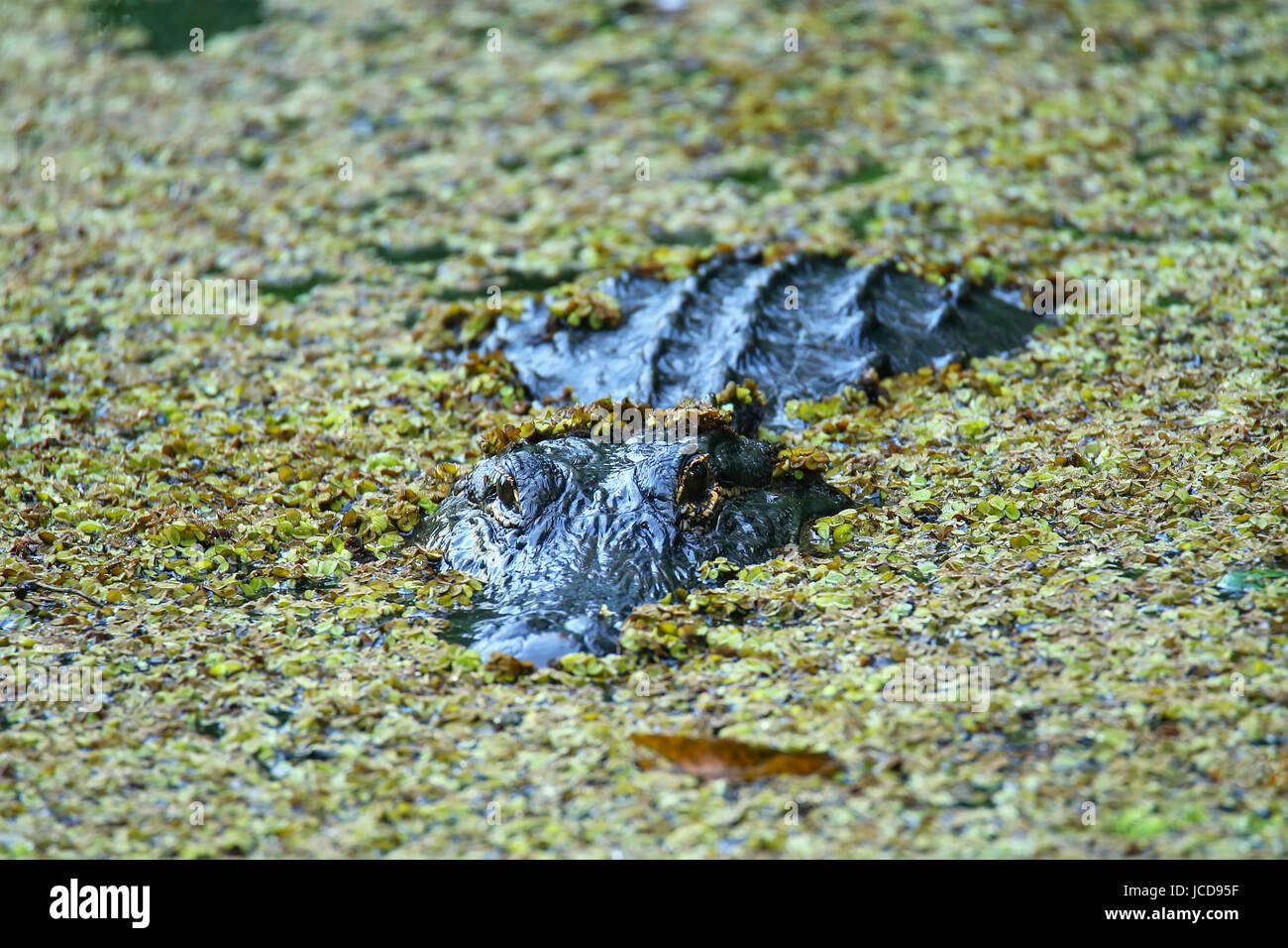 American alligator in swamp hi-res stock photography and images - Alamy