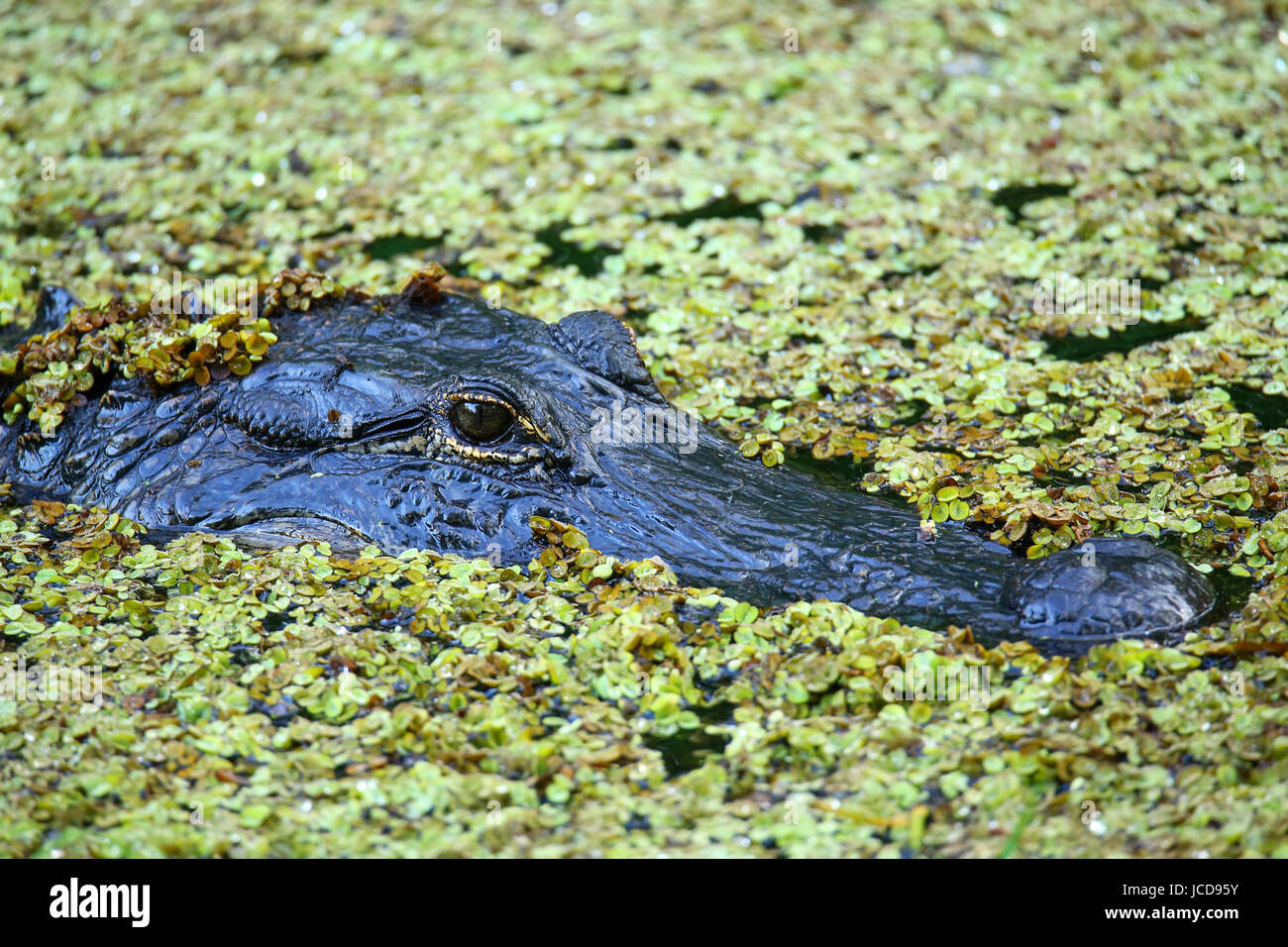 Portrait of Alligator (Alligator mississippiensis) floating in a swamp ...