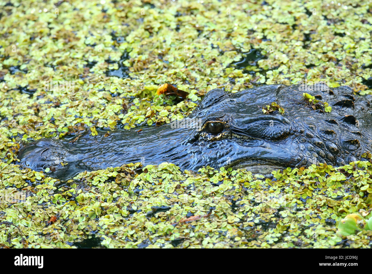 Portrait of Alligator (Alligator mississippiensis) floating in a swamp ...