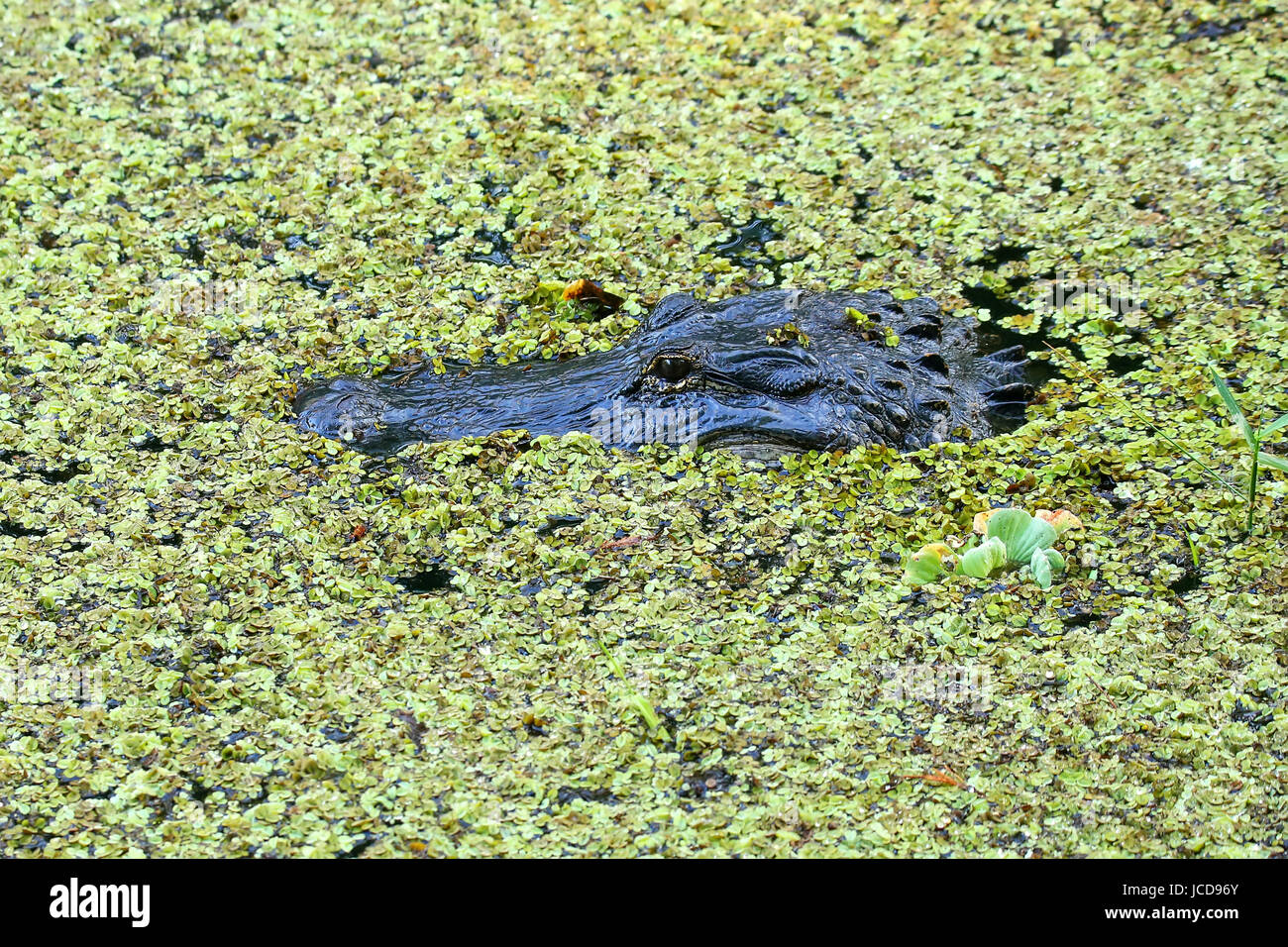 Portrait of Alligator (Alligator mississippiensis) floating in a swamp ...