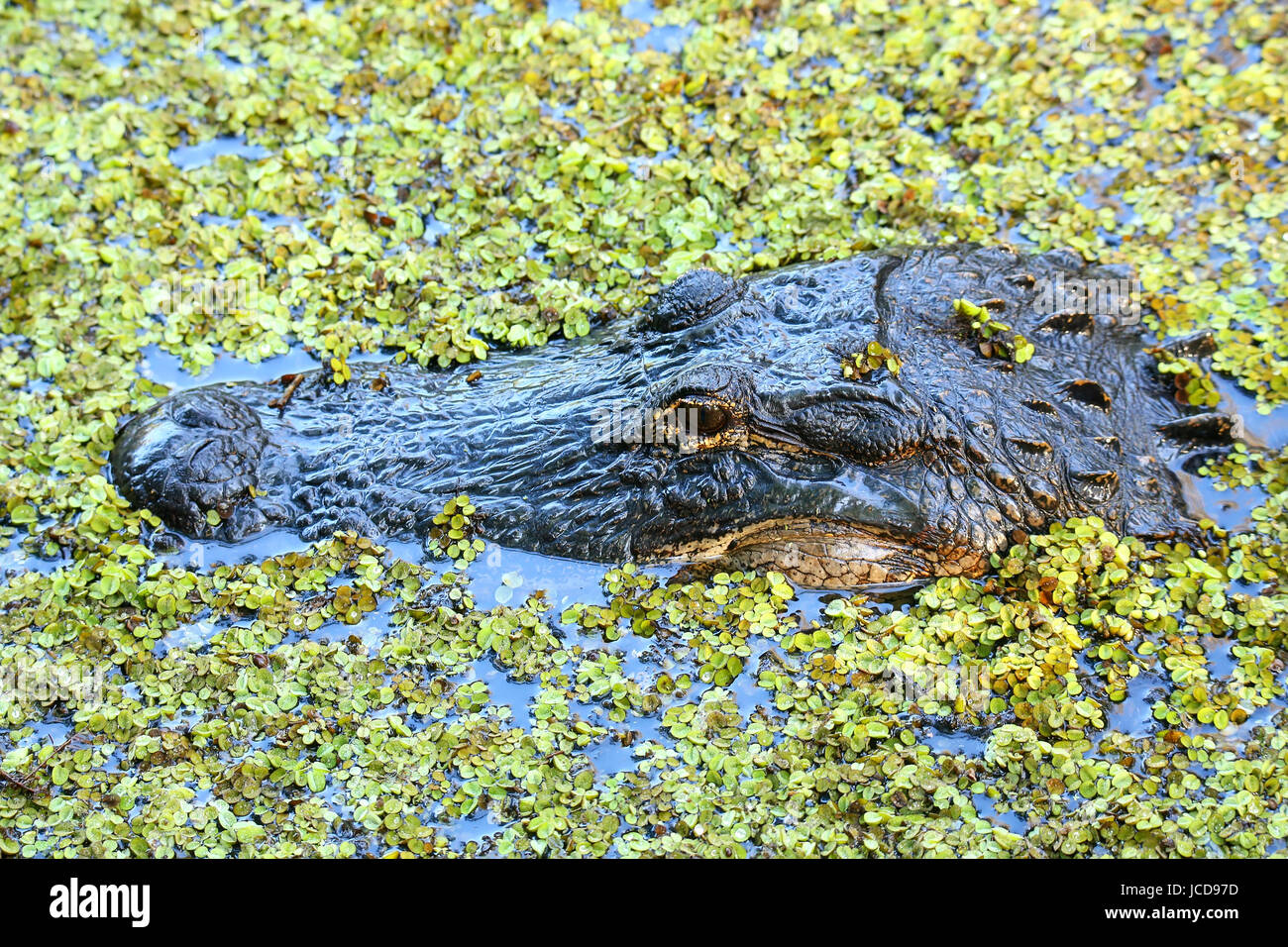 Portrait of Alligator (Alligator mississippiensis) floating in a swamp ...