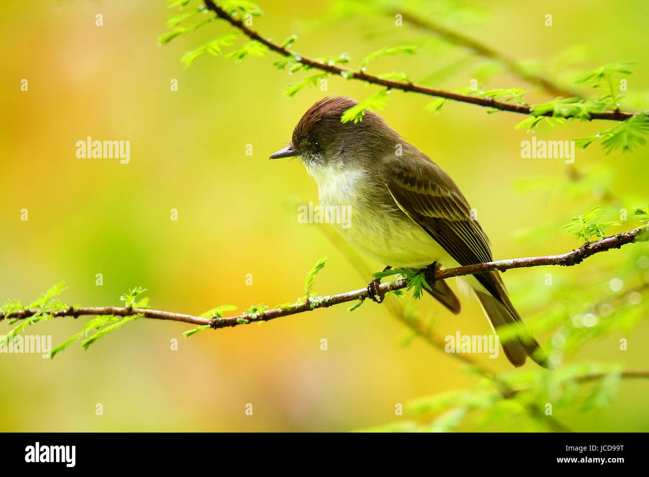 Eastern Phoebe (Sayornis phoebe) sitting on a tree branch Stock Photo ...