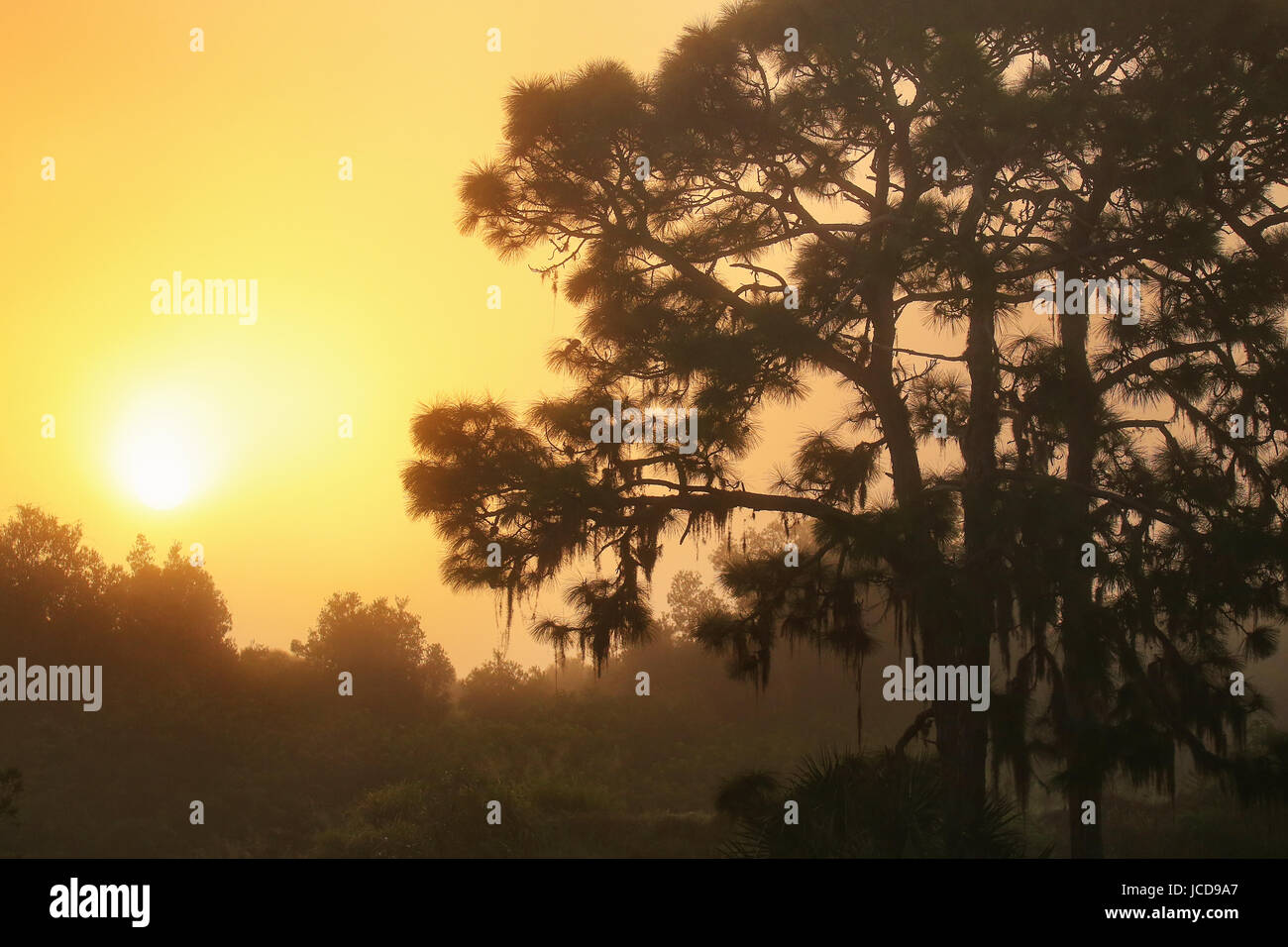 Sunrise on a foggy morning at Corkscrew Swamp Sanctuary in Florida ...