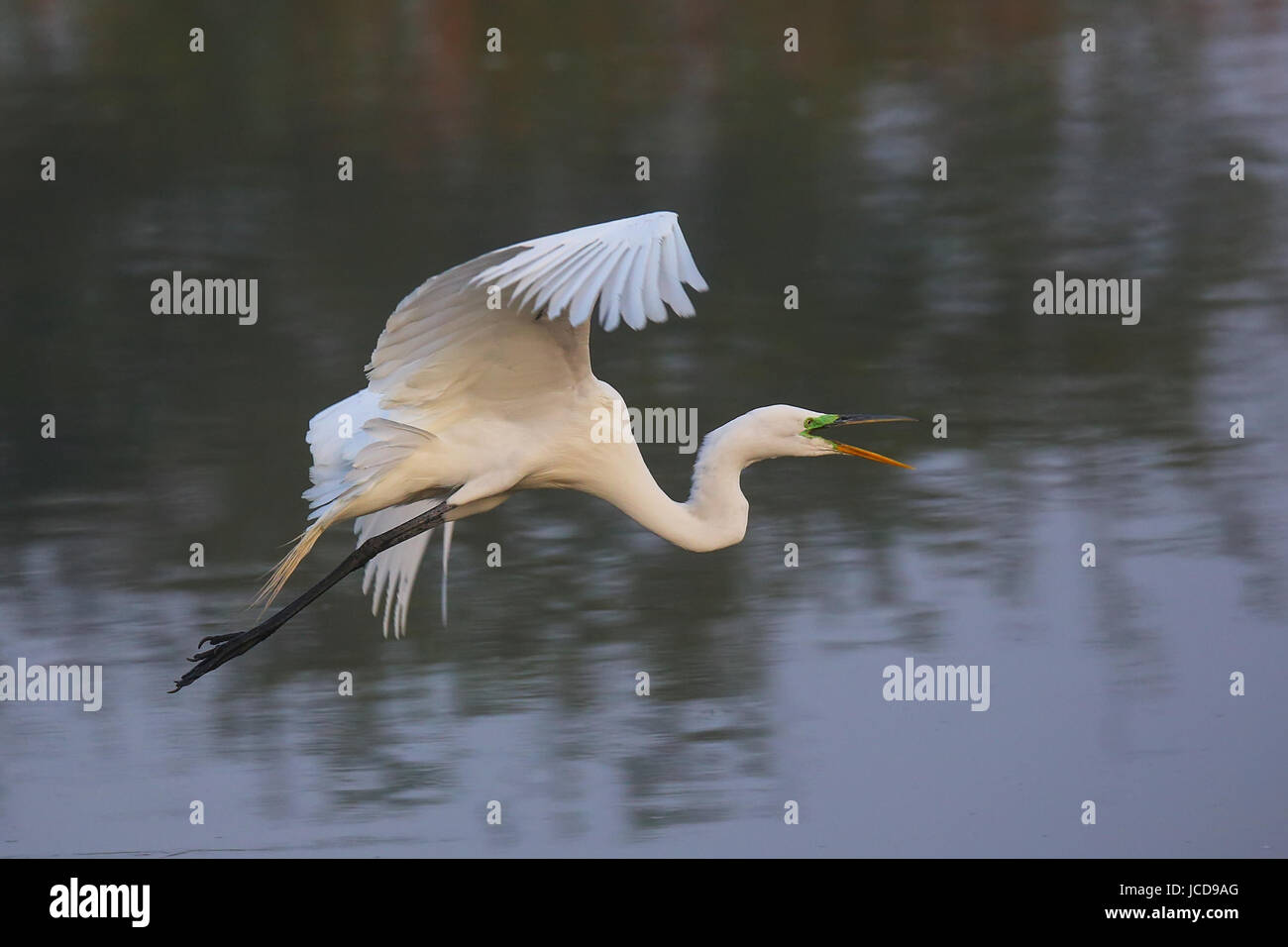 Great Egret (Ardea alba) flying Stock Photo - Alamy