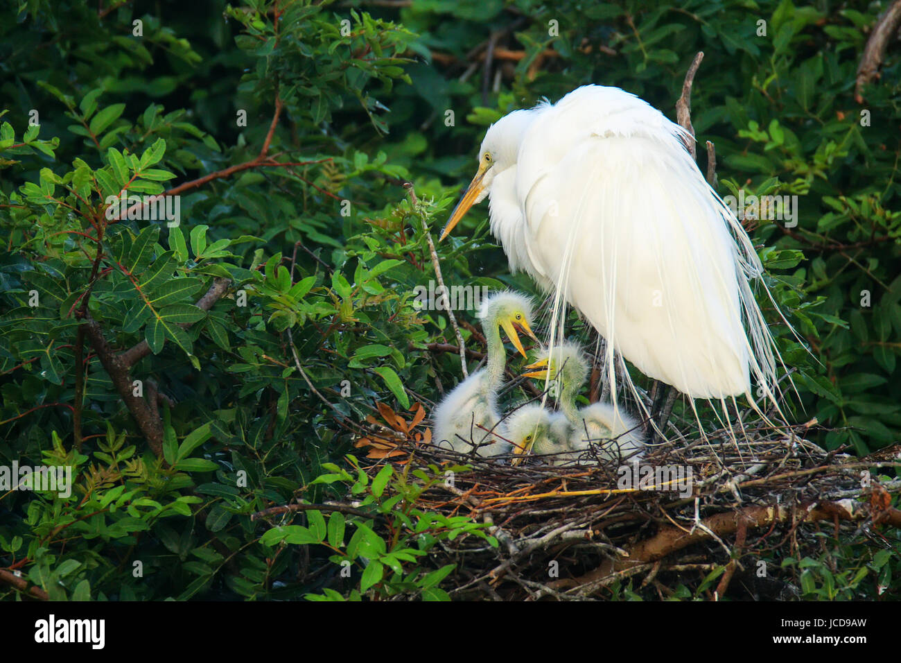 Great Egret (Ardea alba) in a nest with chicks Stock Photo - Alamy