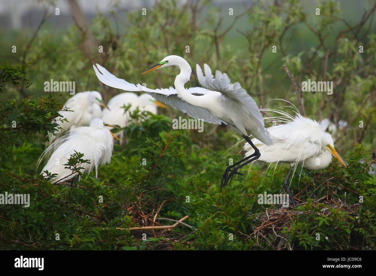 Ardea alba flight hi-res stock photography and images - Alamy