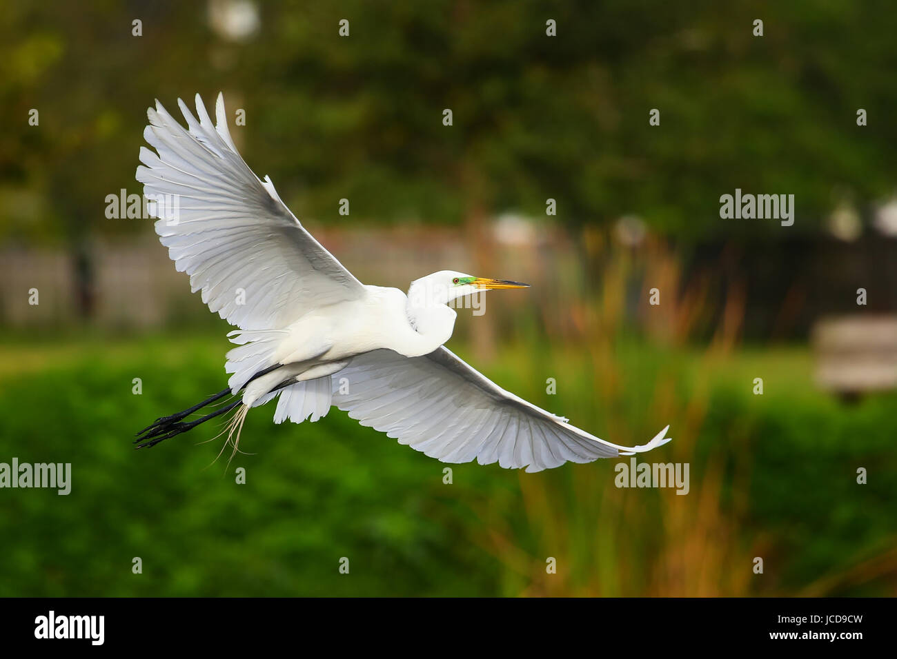 Great Egret (Ardea alba) flying Stock Photo - Alamy