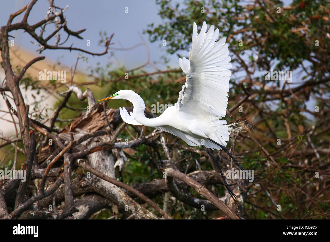 Great Egret (Ardea alba) flying Stock Photo - Alamy